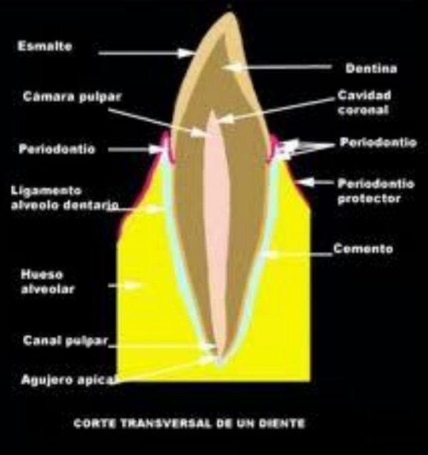 ANATOMÍA DENTAL | Morfología completa y funciones de un diente