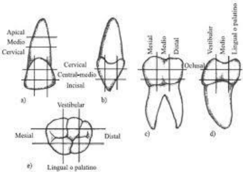 ANATOMÍA DENTAL | Morfología completa y funciones de un diente