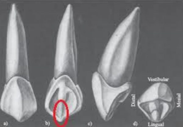 ANATOMÍA DENTAL | Morfología completa y funciones de un diente