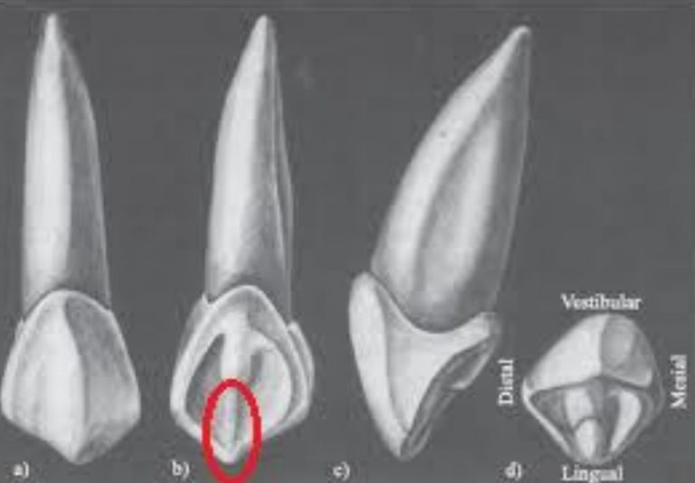 ANATOMÍA DENTAL | Morfología completa y funciones de un diente