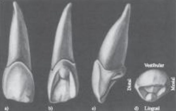 ANATOMÍA DENTAL | Morfología completa y funciones de un diente
