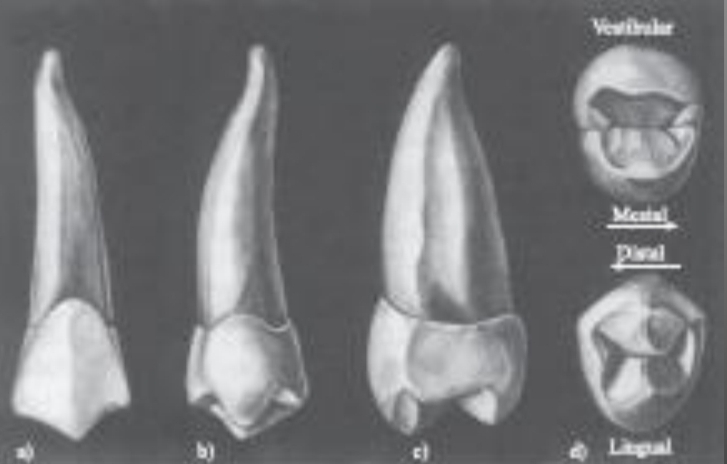 ANATOMÍA DENTAL | Morfología completa y funciones de un diente