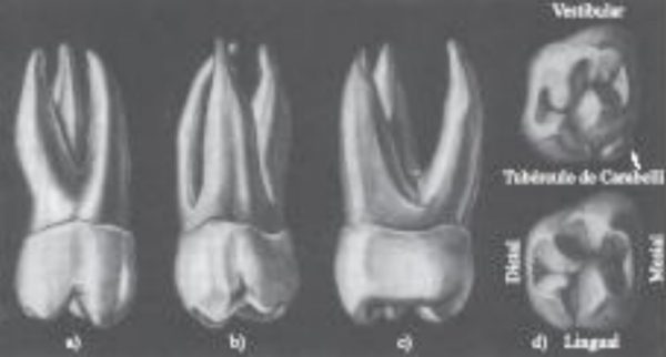ANATOMÍA DENTAL | Morfología completa y funciones de un diente