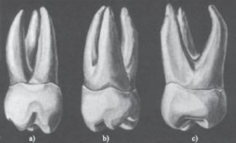 ANATOMÍA DENTAL | Morfología completa y funciones de un diente