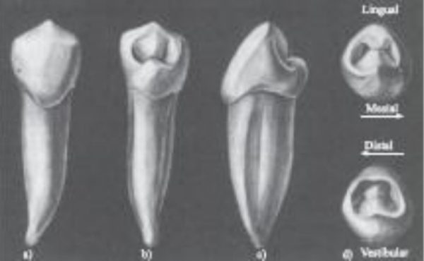 ANATOMÍA DENTAL | Morfología completa y funciones de un diente