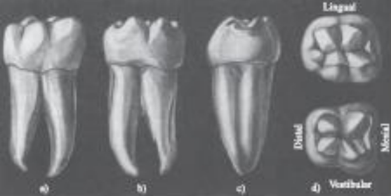 ANATOMÍA DENTAL | Morfología completa y funciones de un diente