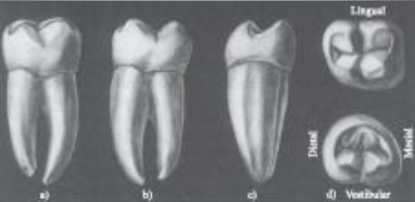 ANATOMÍA DENTAL | Morfología completa y funciones de un diente